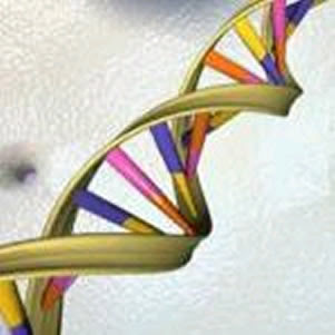 GENETICA 906: GENOTIPO HUMANO